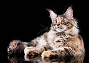 Indoor Cat Lifespan: How Long to Expect Indoor Cats to Live