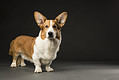 The 15 Most Popular Dog Breeds with Short Legs - A-Z Animals