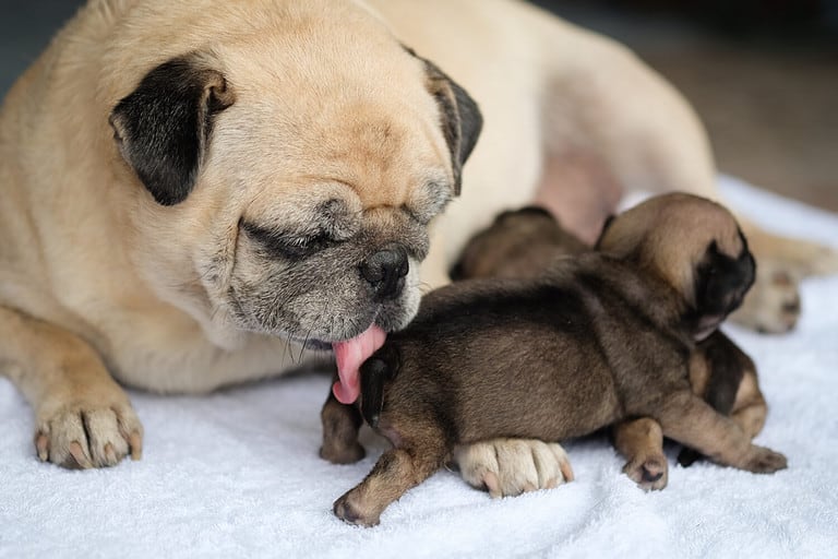 Male vs Female Pug: 7 Key Differences - A-Z Animals