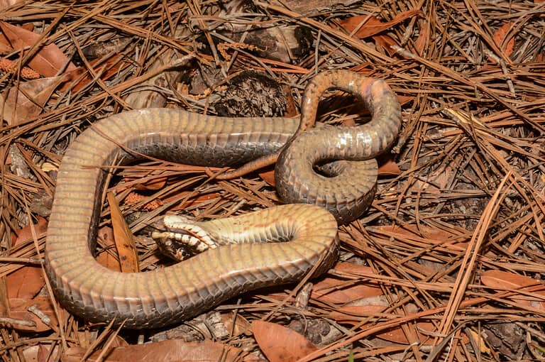 6 Amazing Defense Mechanisms in the Animal Kingdom - A-Z Animals