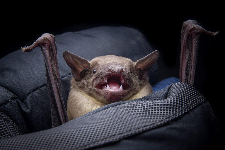 The Top 5 Largest Bats in the United States (And Where You Might ...