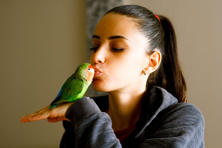 Lovebirds: Temperament, Diet, and Complete Care Guide - A-Z Animals