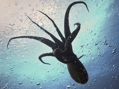 Sea Monsters: A Complete Guide to 19 Mythical Creatures from A-Z - A-Z ...