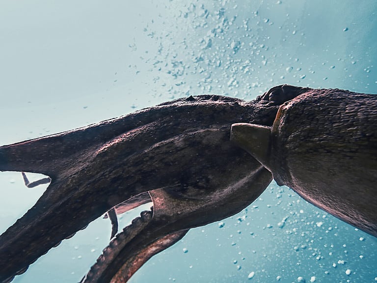 Giant Squid Size Comparison: Just How Big Do They Get? - A-Z Animals