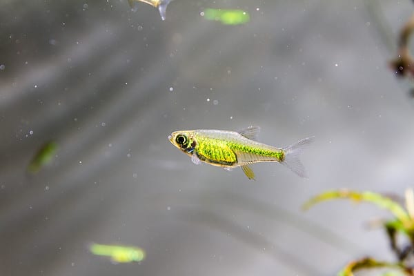 7 Green Freshwater Fish Perfect for Your Aquarium - A-Z Animals