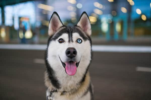 25 Dogs That Look Like Huskies - A-Z Animals