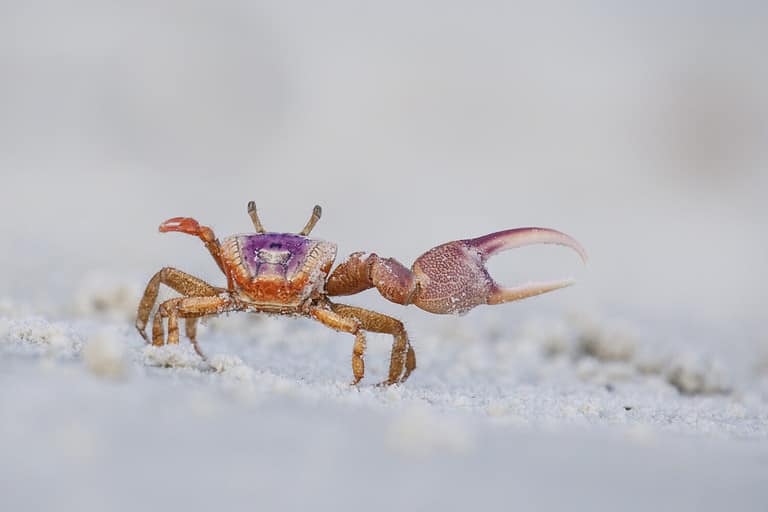 Discover 10 Fascinating Facts About Crabs: From Ancient Origins to ...