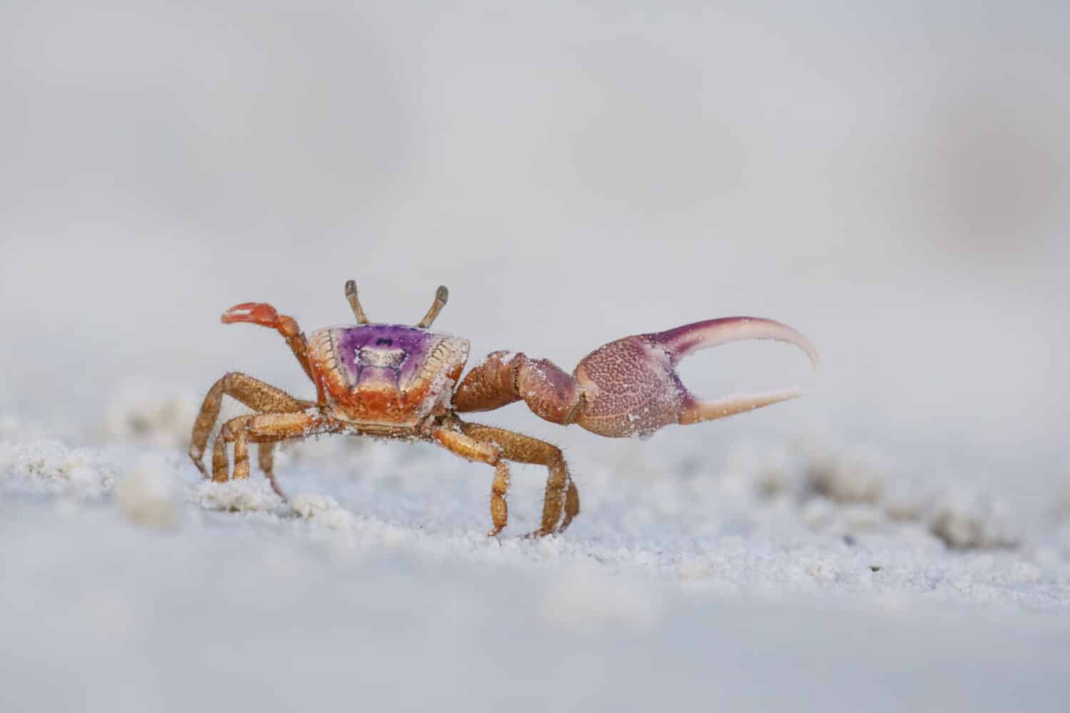 Discover 10 Fascinating Facts About Crabs: From Ancient Origins to ...