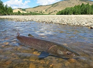 Explore 80+ Fish That Start with T (Common Names) - A-Z Animals