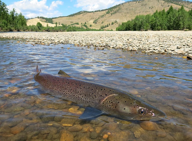 Explore 80+ Fish That Start with T (Common Names) - A-Z Animals