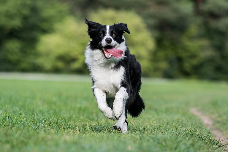 National Border Collie Day 2024: Date, Origin, and Ways to Celebrate ...