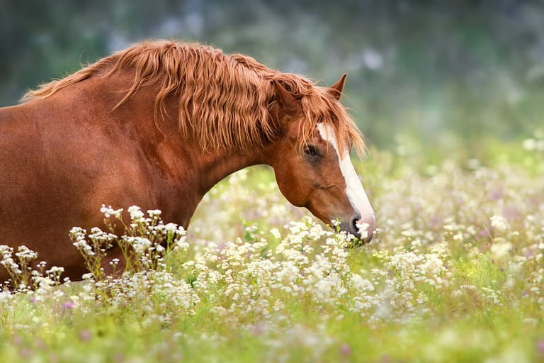 The 20 Animals with the Strongest and Best Sense of Smell - A-Z Animals