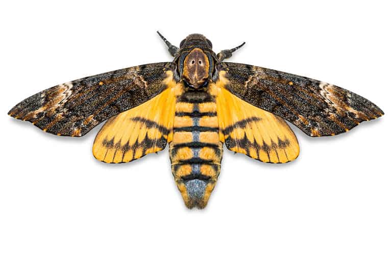 Discover the Ominous Meaning of the Death's-Head Hawkmoth - A-Z Animals