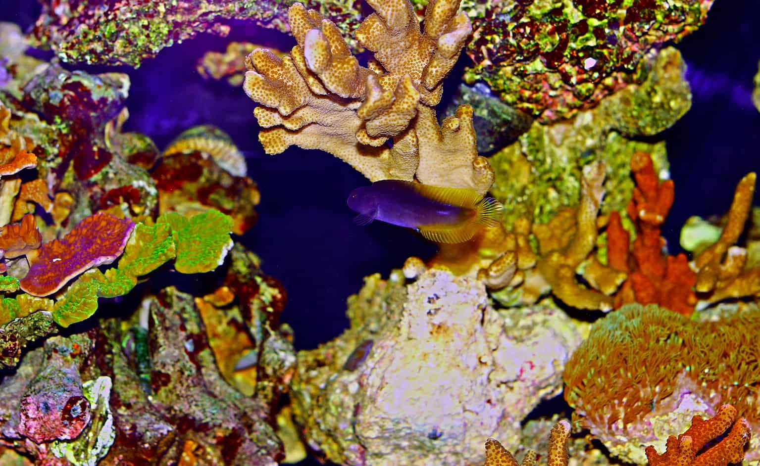 12 Unique Types Of Blenny Fish - A-Z Animals