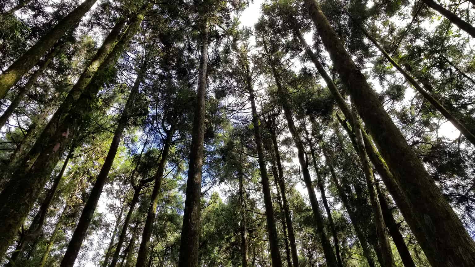 7 Amazing Trees Native to China - A-Z Animals