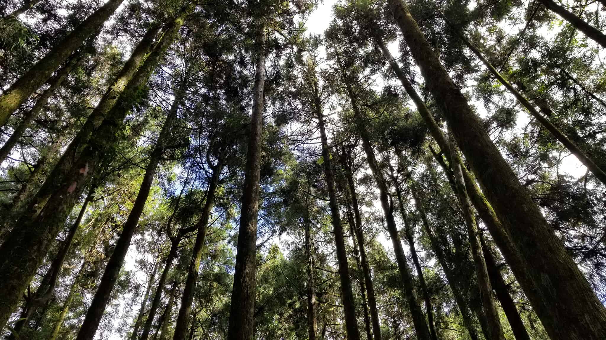 7 Amazing Trees Native to China - A-Z Animals