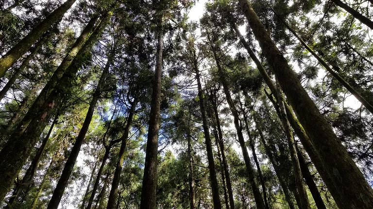 7 Amazing Trees Native to China - A-Z Animals