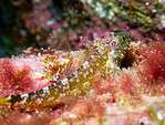 12 Unique Types Of Blenny Fish - A-Z Animals