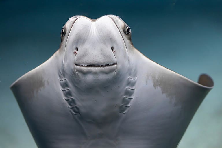Manta Ray vs Stingray: Explaining the Differences Between Two ...