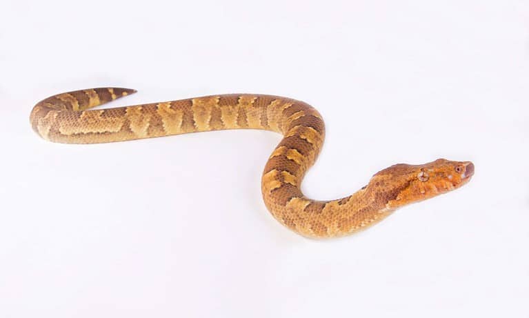 Complete List of All Boa Snakes Ever Found - A-Z Animals