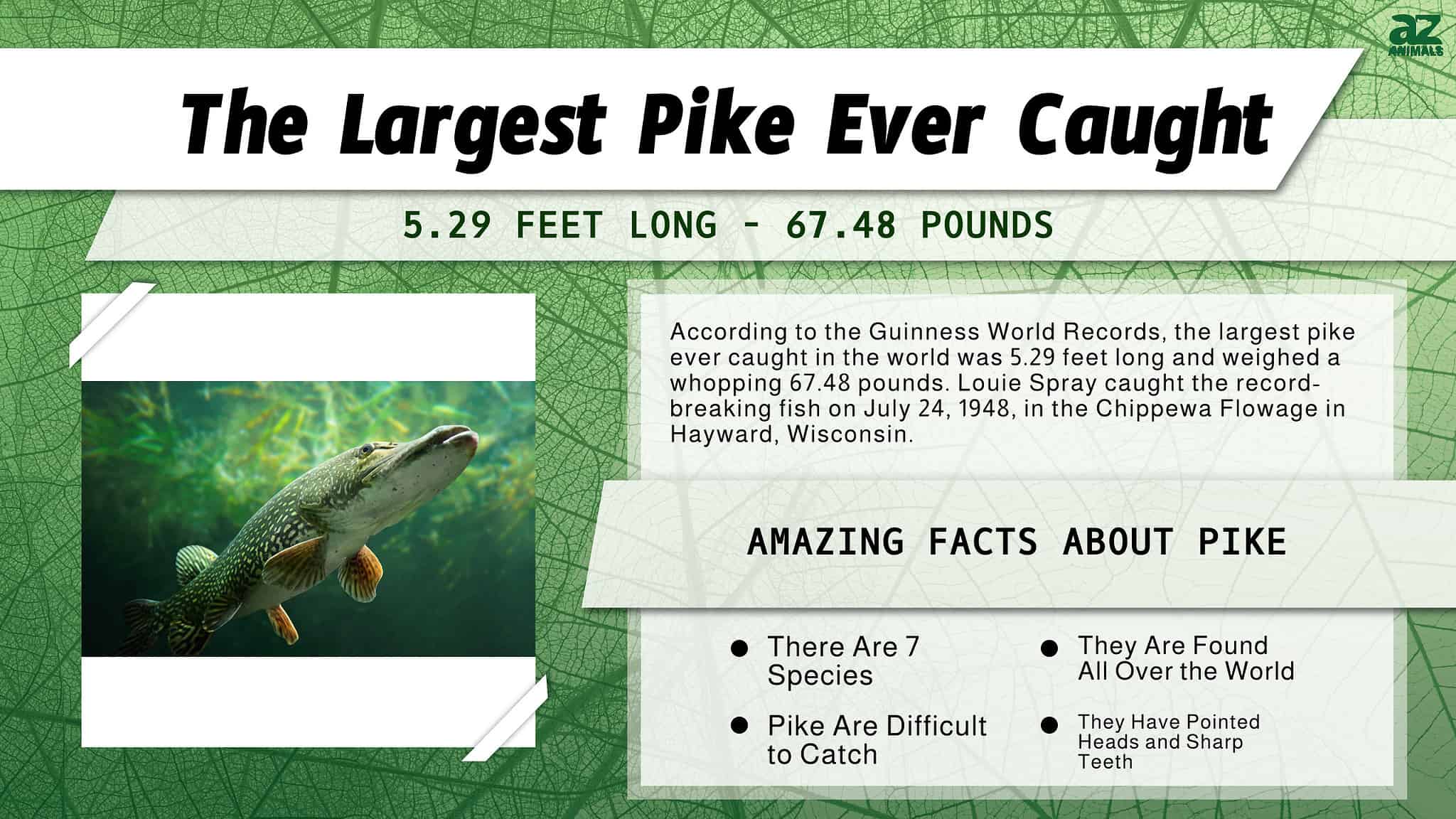 Discover the Largest Pike Ever Caught and How to Catch One Yourself - A ...