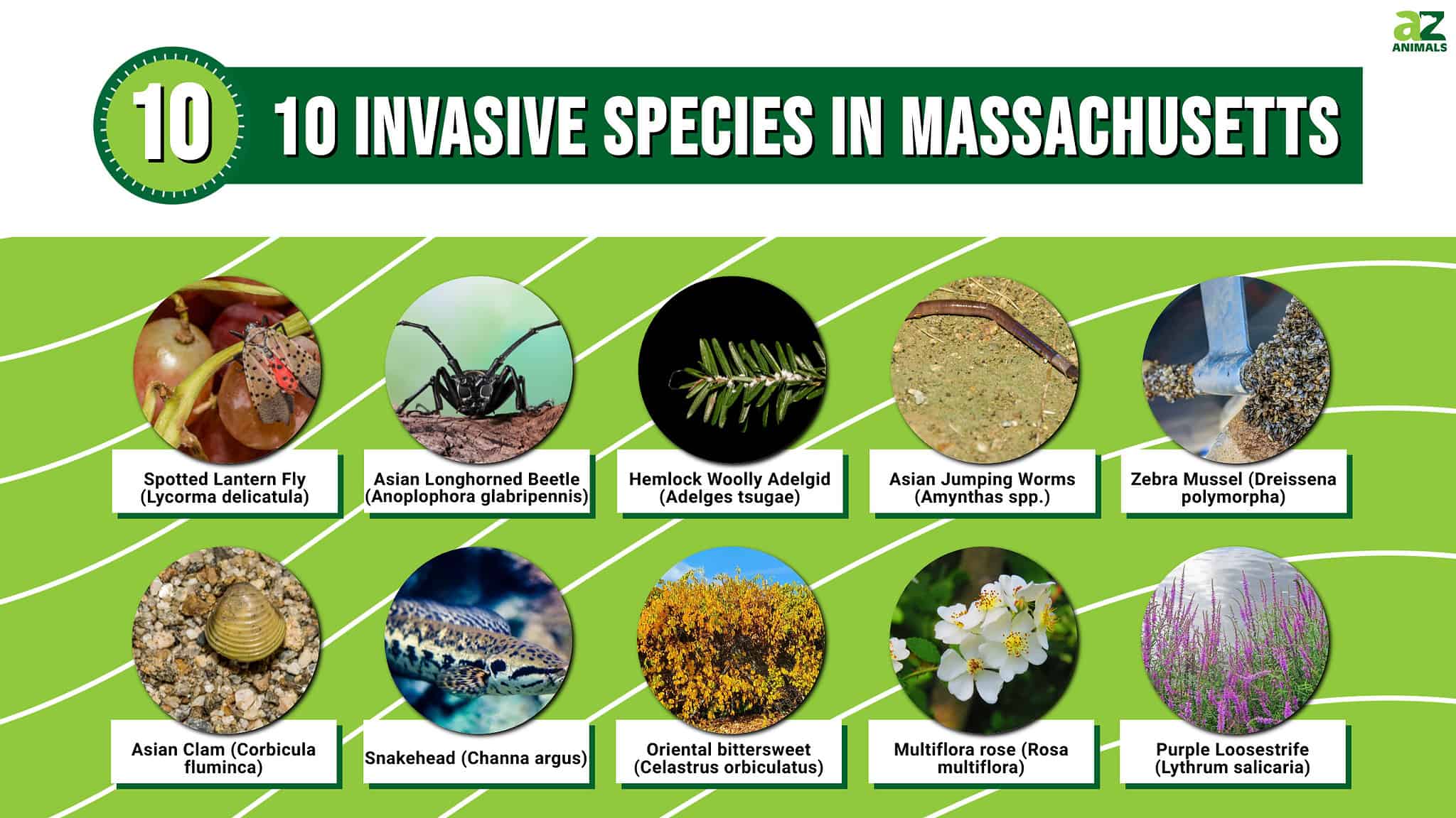 Discover 11 Invasive Species in Massachusetts - A-Z Animals
