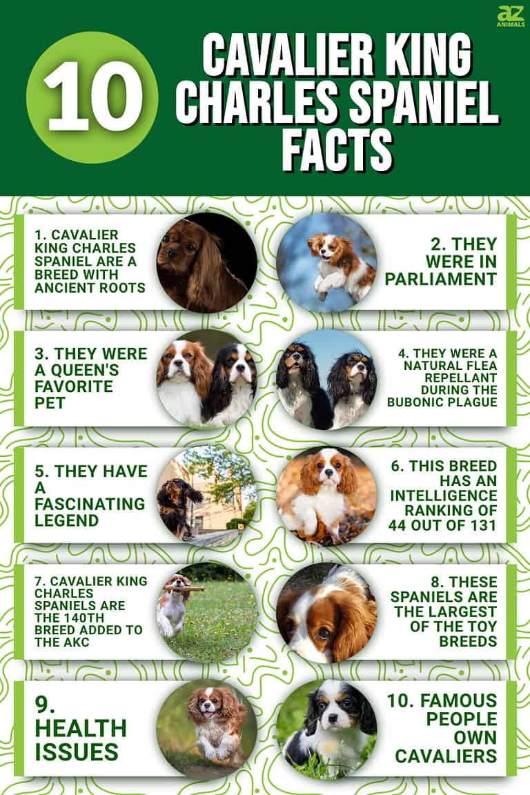 Cavalier King Charles Spaniel: A Royal Breed with a Rich History - A-Z ...