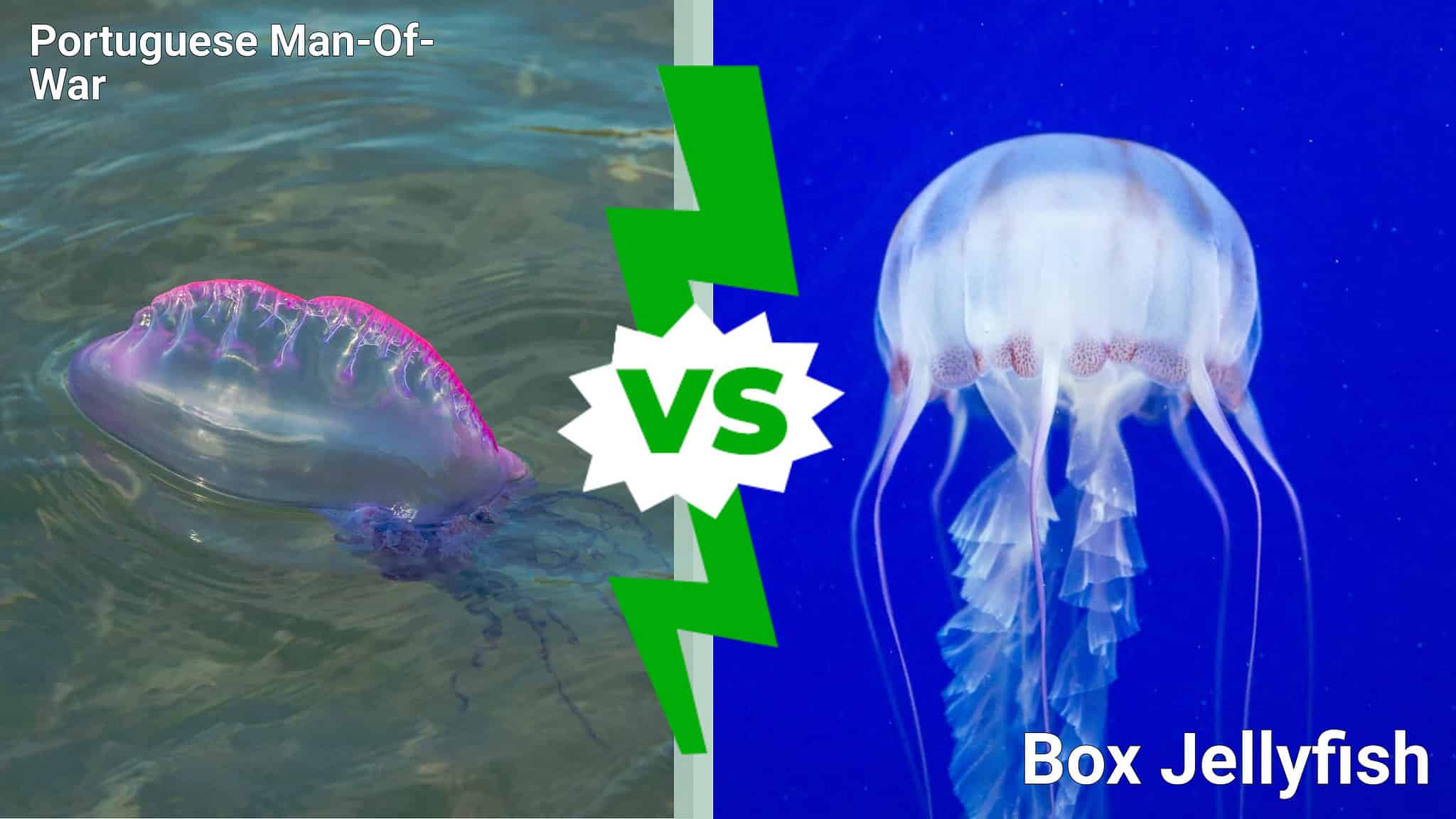 Portuguese Man-Of-War vs. Box Jellyfish: Which Deep Sea Creature Would ...