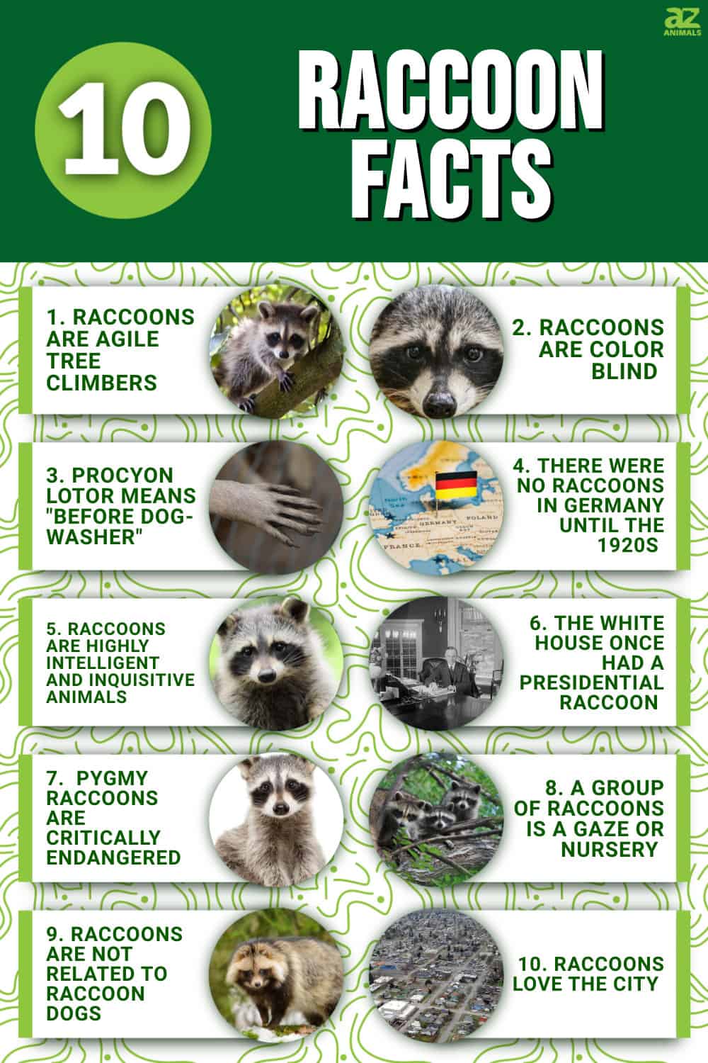10 Incredible Raccoon Facts - A-Z Animals