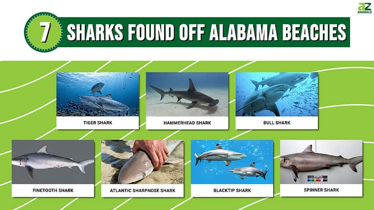 7 Sharks Found Off Alabama Beaches - A-Z Animals