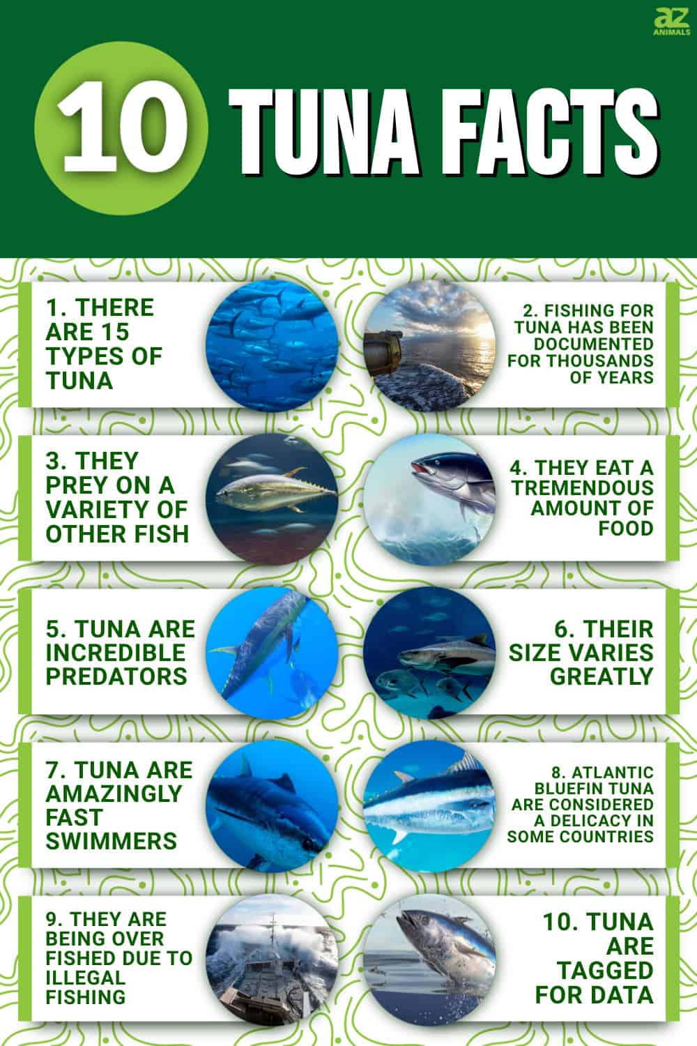 10 Essential Facts About Tuna - A-Z Animals