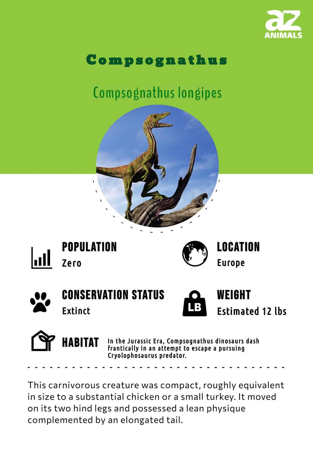 Compsognathus Animal Facts - †Compsognathus longipes - A-Z Animals