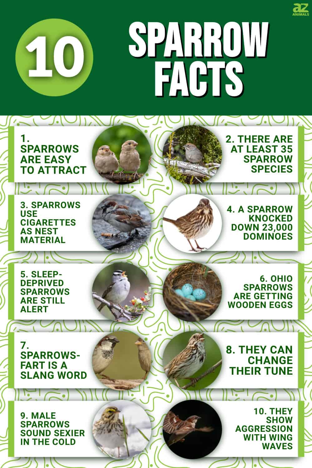 10 Essential Facts About Sparrows - A-Z Animals