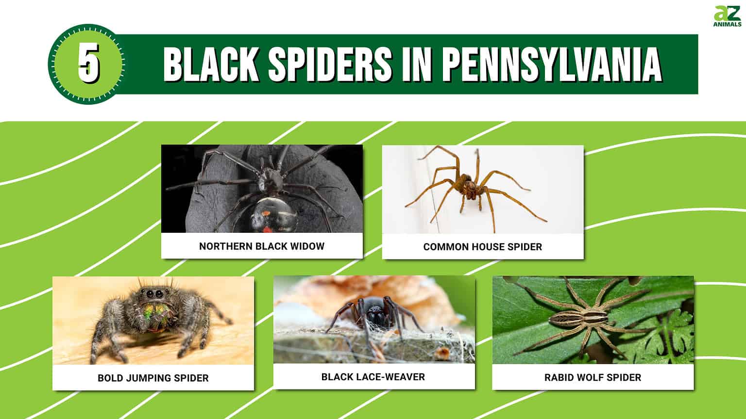 Discover 5 Black Spiders in Pennsylvania - A-Z Animals