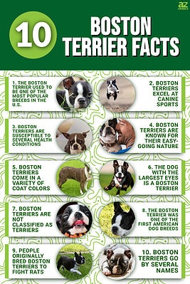 10 Incredible Boston Terrier Facts - A-Z Animals