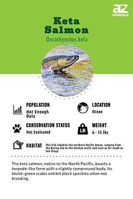 Keta Salmon Animal Facts - Oncorhynchus keta - A-Z Animals