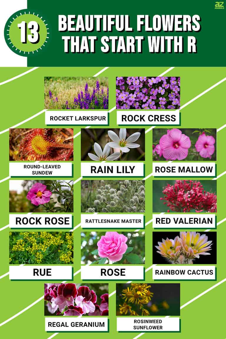 13 Beautiful Flowers That Start With R - A-Z Animals