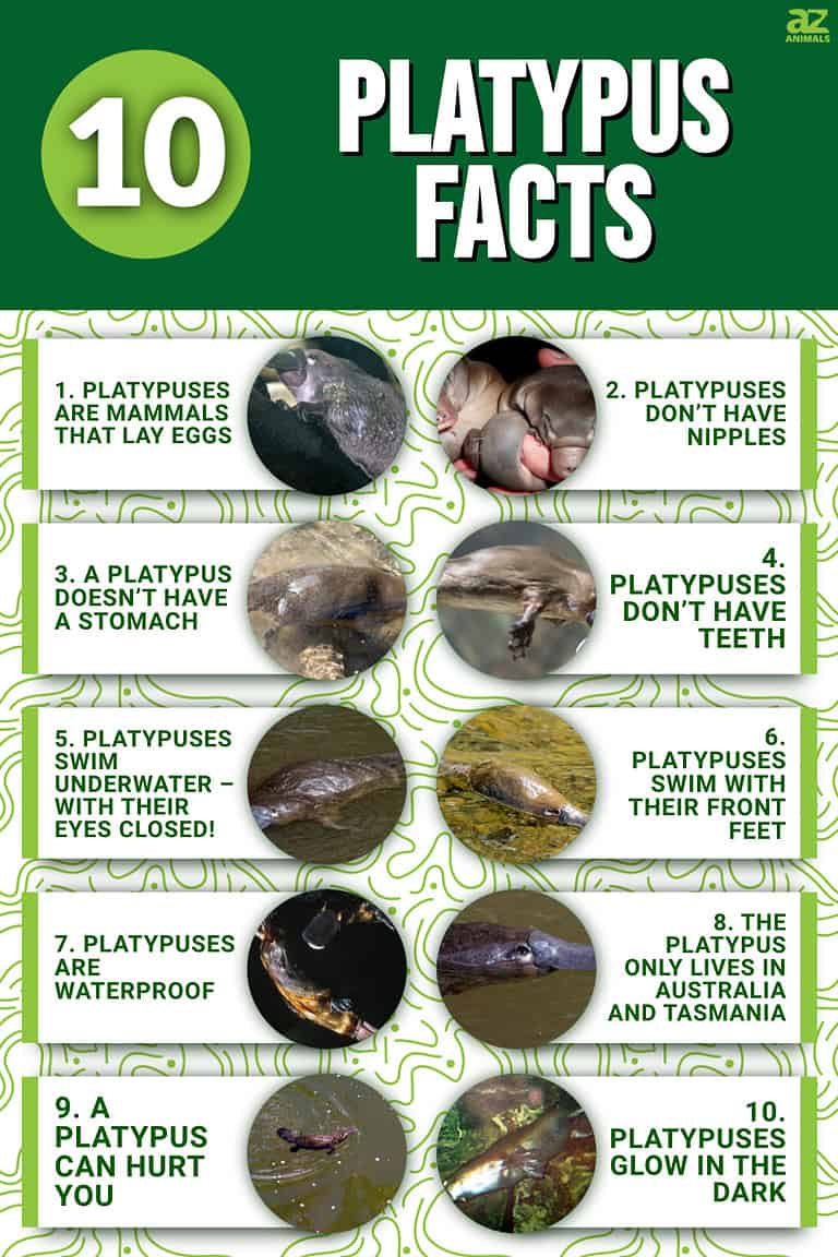 10 Interesting Facts About Platypuses - A-Z Animals