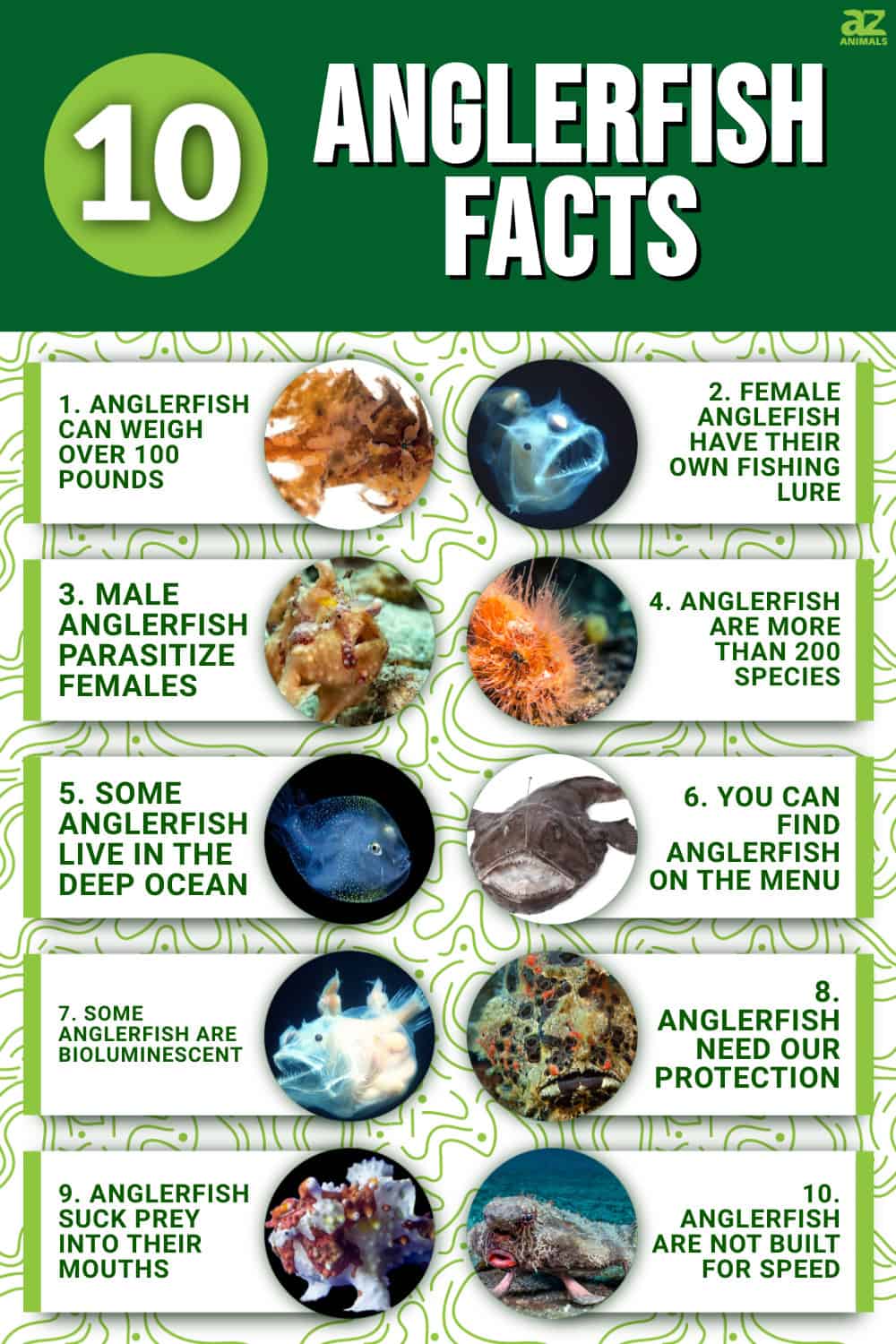 10 Astonishing Facts About Anglerfish: Nature's Deep-Sea Wonders - A-Z ...