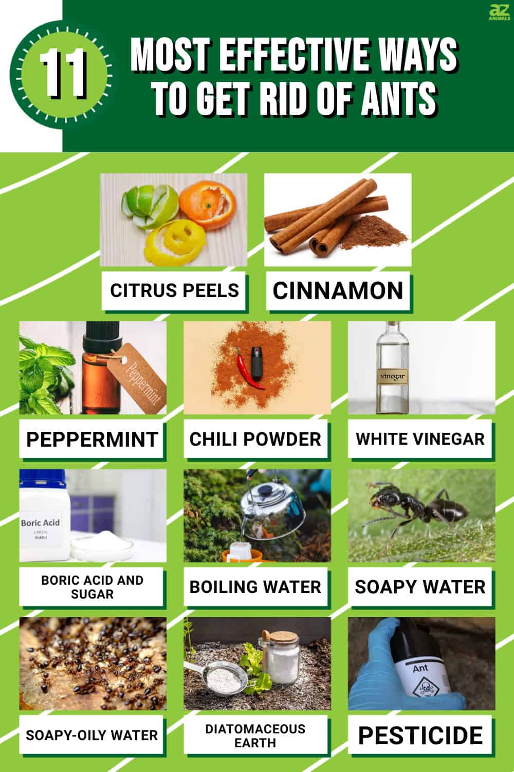 Safe Way To Kill Ants