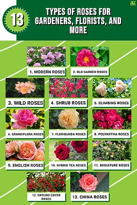 13 Types of Roses for Gardeners, Florists, and More - A-Z Animals
