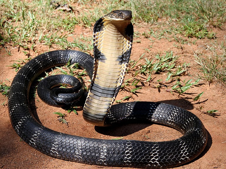 The 9 Fastest Venomous Snakes, Ranked - A-Z Animals