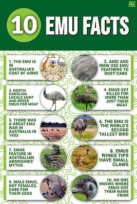 10 Notable Facts About Emus - A-Z Animals
