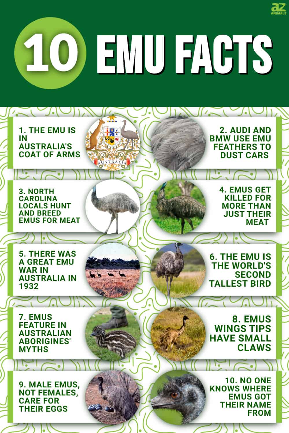 10 Notable Facts About Emus - A-Z Animals