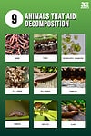 From Maggots to Millipedes, These Animals Aid in Decomposition - A-Z ...