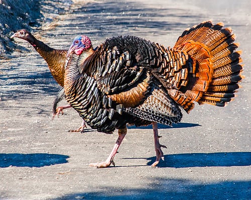 How Fast Are Turkeys? See How Fast They Can Run and Fly - A-Z Animals