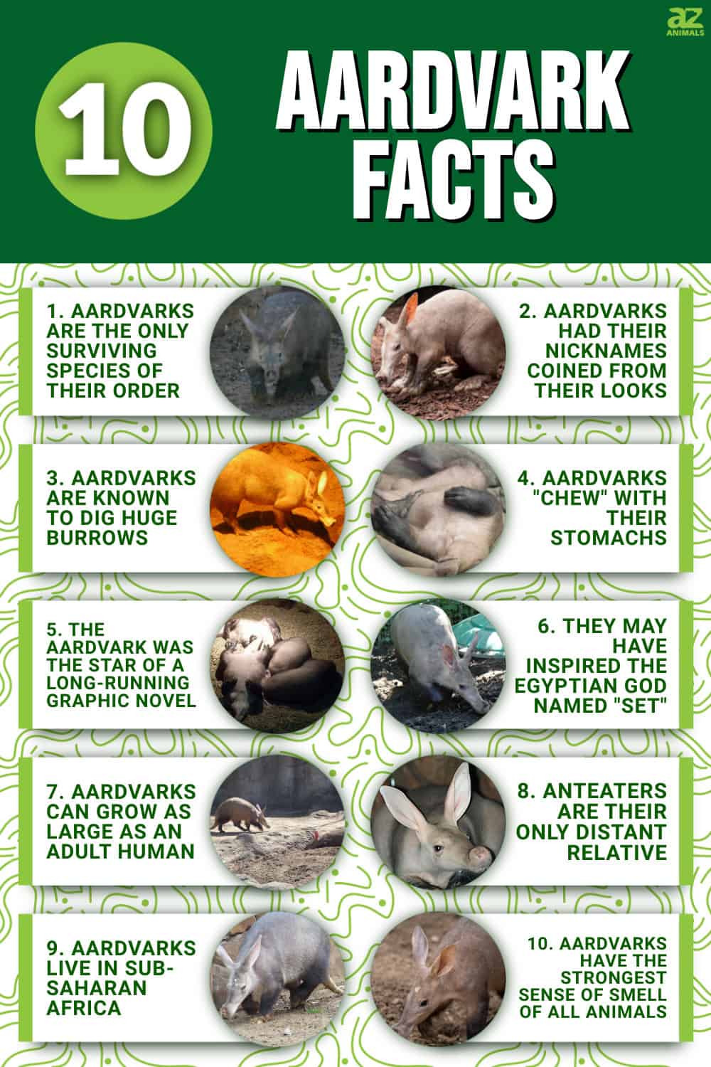 10 Incredible Aardvark Facts - A-Z Animals