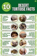 Desert Tortoises' Unique Adaptations to Harsh Desert Environments - A-Z ...