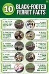 Black-Footed Ferrets: Fierce Hunters and Endangered Survivors - A-Z Animals
