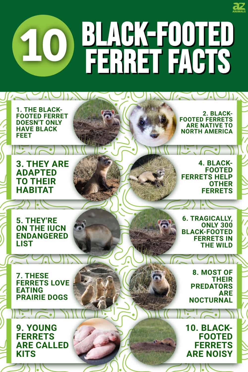 Black-Footed Ferrets: Fierce Hunters and Endangered Survivors - A-Z Animals